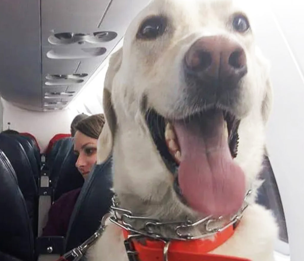 Funny Photos From Airline Passengers - Page 60 of 60