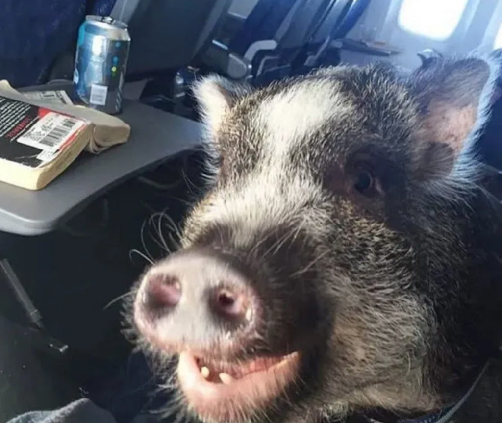 Funny Photos From Airline Passengers - Page 60 of 60