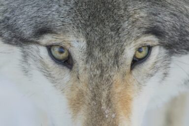Mysterious Wolf Breaks Into Hospital, Nurse Starts Crying When She ...