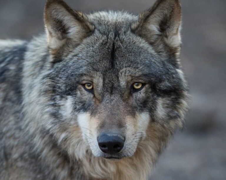 Mysterious Wolf Breaks Into Hospital, Nurse Starts Crying When She ...